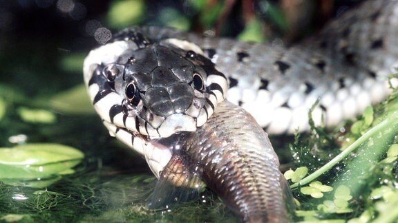Kleiner Fisch, großer Vielfraß: Der Blaubandgründling | MDR.DE