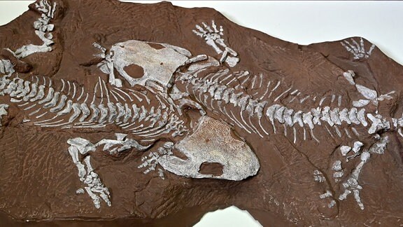 290 Millionen Jahre alte Ursaurier im Thüringer Wald - am Bromacker ...