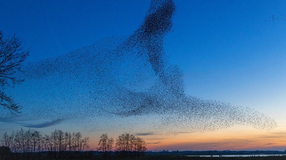 Intelligente Schwärme? Manchmal ist es auch nur Physik | MDR.DE