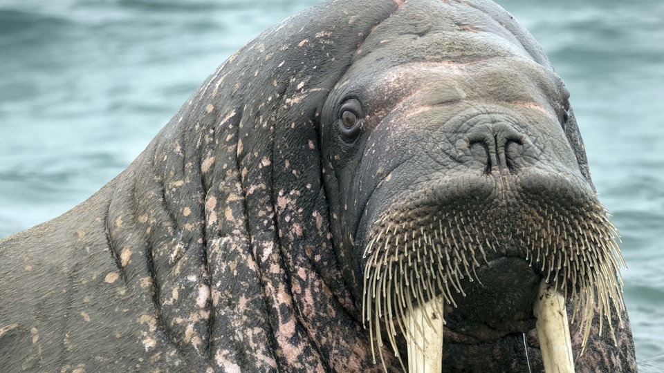 Walross-"Jagd" im Dienst der Wissenschaft | MDR.DE